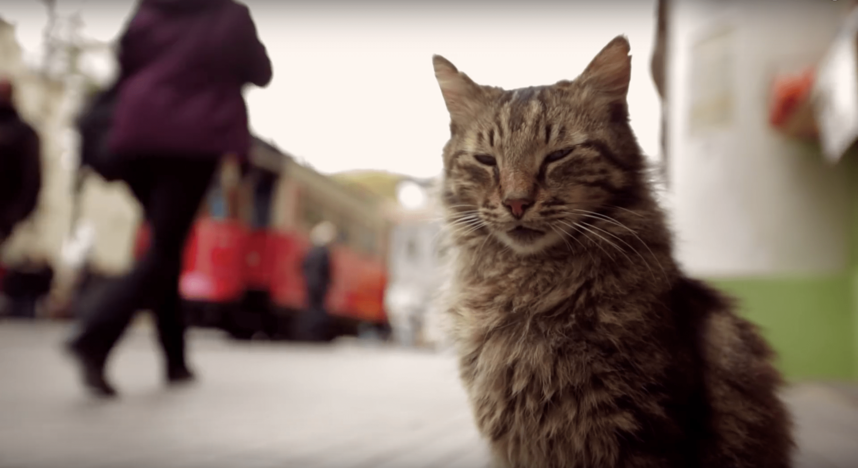 May: Kedi – DOCALOGUE