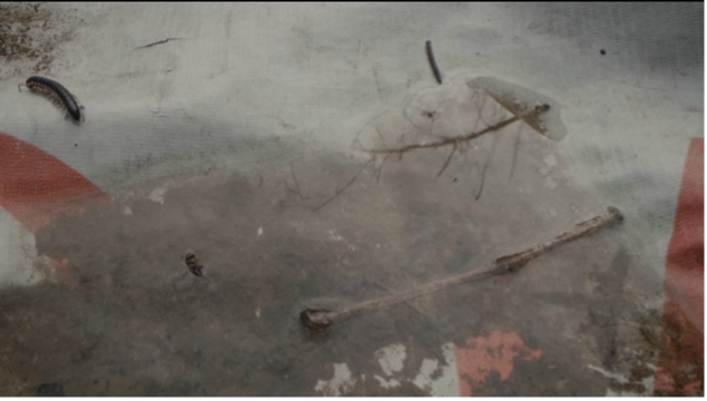 All That Breathes – DOCALOGUE