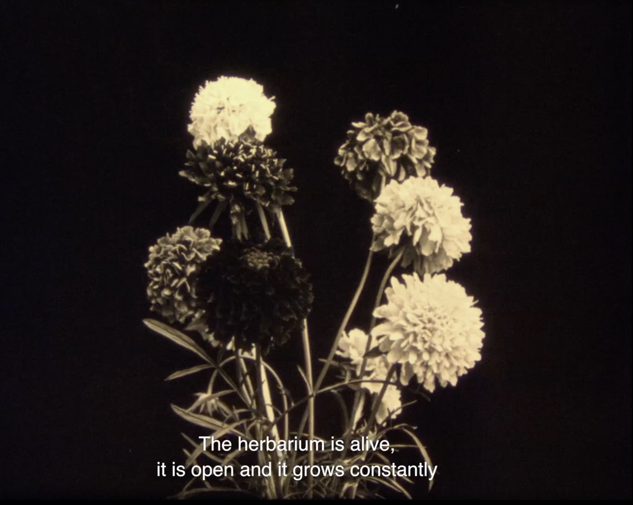 Herbaria – DOCALOGUE